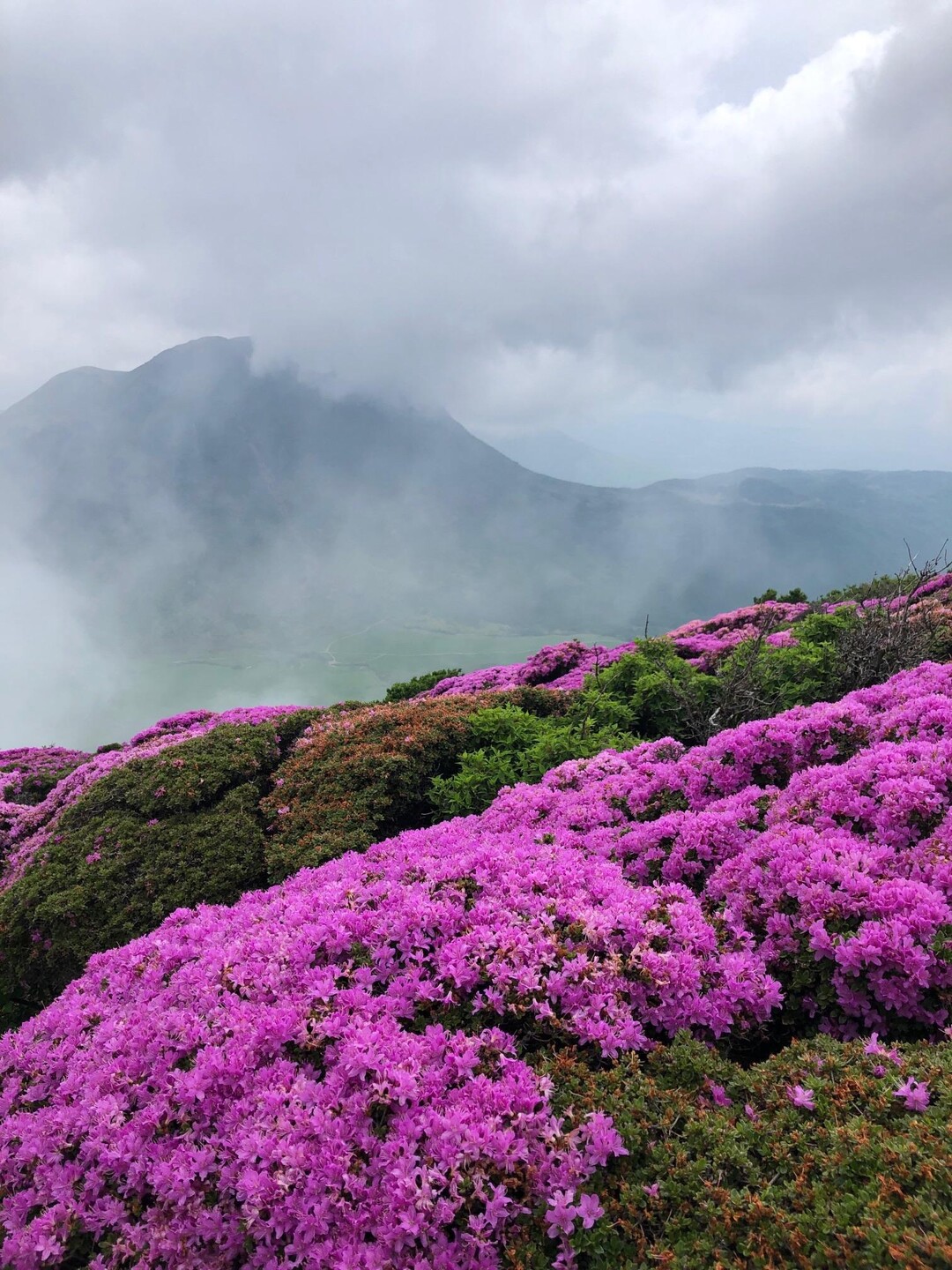 くじゅうMK🌸ついでに！ついでに！ / ORIBAさんの九重山（久住山）・大船山・星生山の活動データ | YAMAP / ヤマップ