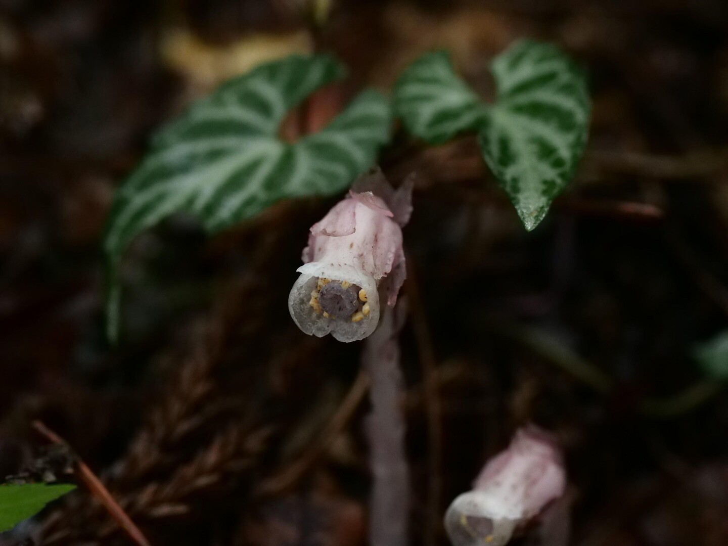 ピンクのギンリョウソウ キリシマギンリョ... / m.t-another-kuさんのモーメント | YAMAP / ヤマップ