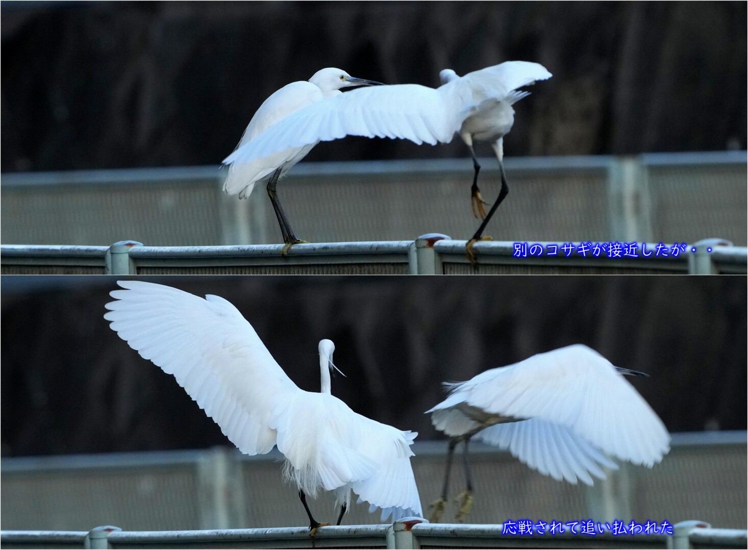 今日の散歩📷🐦🌸はコサギのけんか ... / アキチャン1491さんのモーメント | YAMAP / ヤマップ