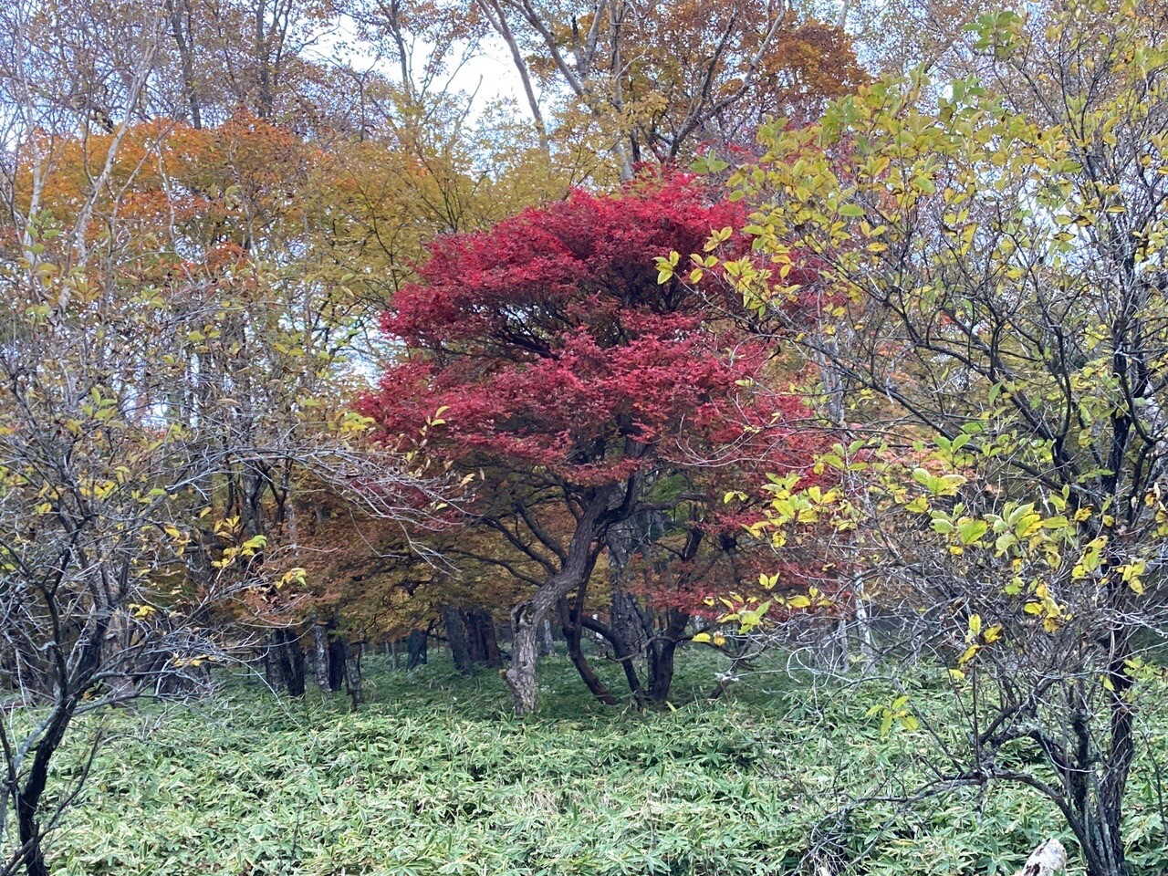 10月19日月曜日 男体山の紅葉🍁 / ISAさんのモーメント | YAMAP / ヤマップ