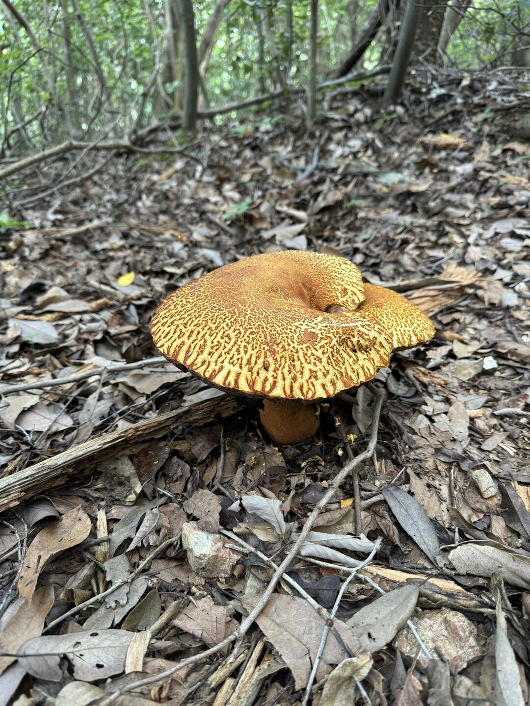 勝山・明王山・迫間山・金比羅山・城山 / KAPIさんの各務原アルプス（関南アルプス）・八木三山の活動データ | YAMAP / ヤマップ