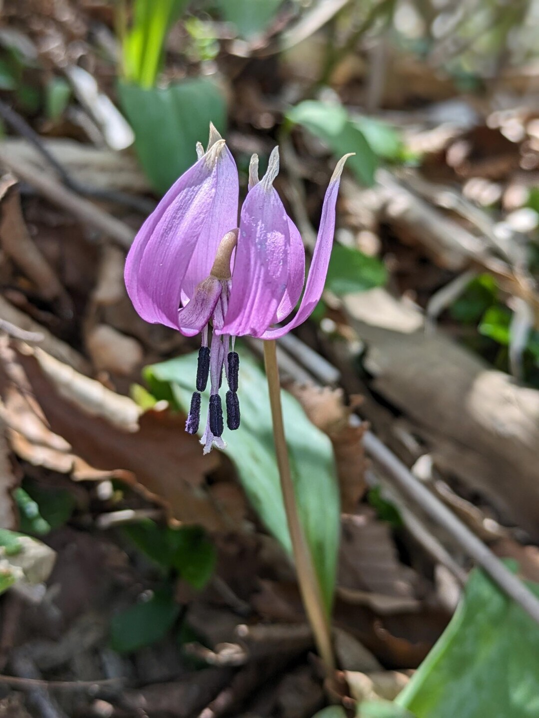 姫神山 / K1さんの姫神山の活動データ | YAMAP / ヤマップ