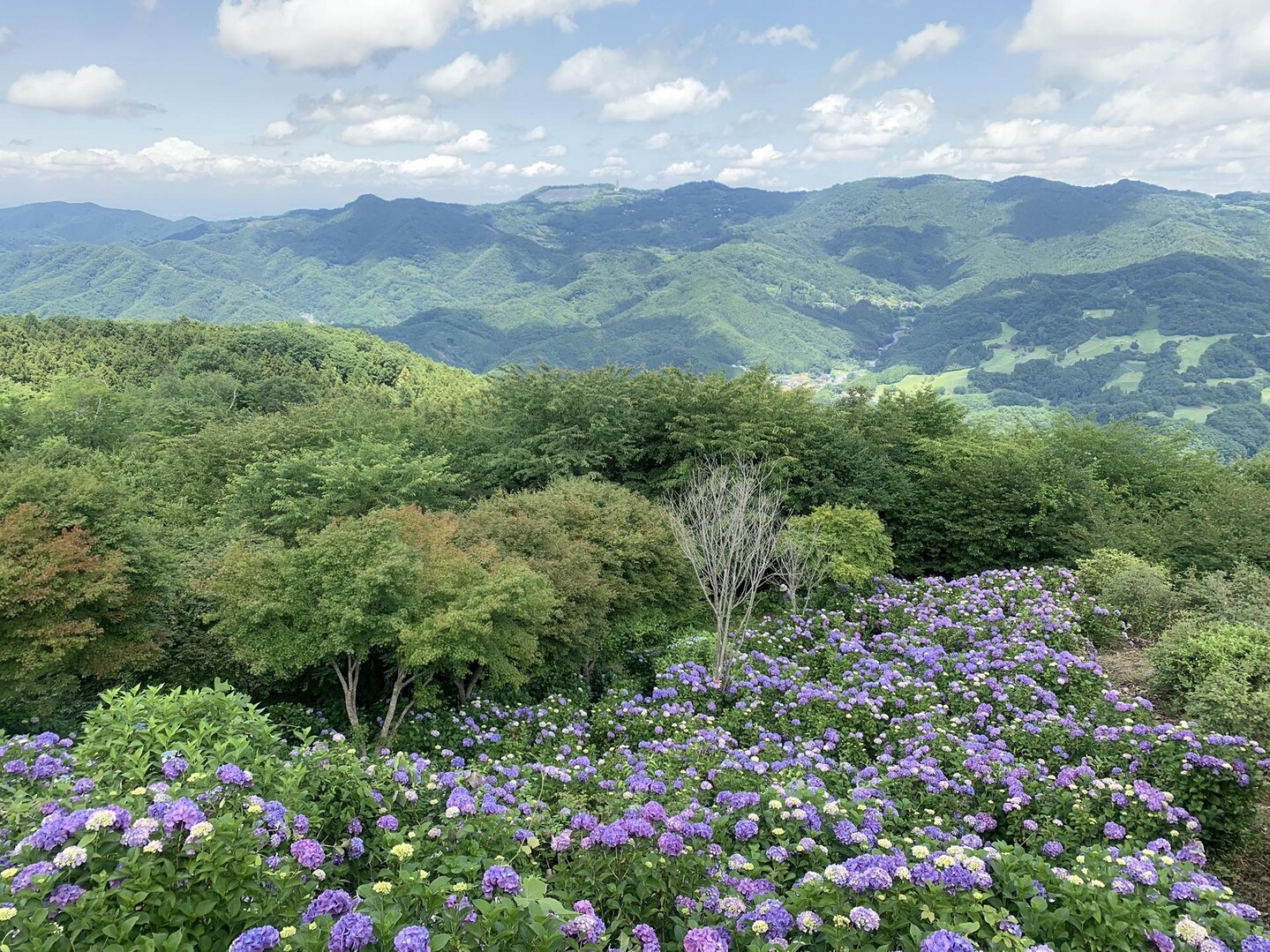 簑山 / Nanaさんの簑山の活動データ | YAMAP / ヤマップ