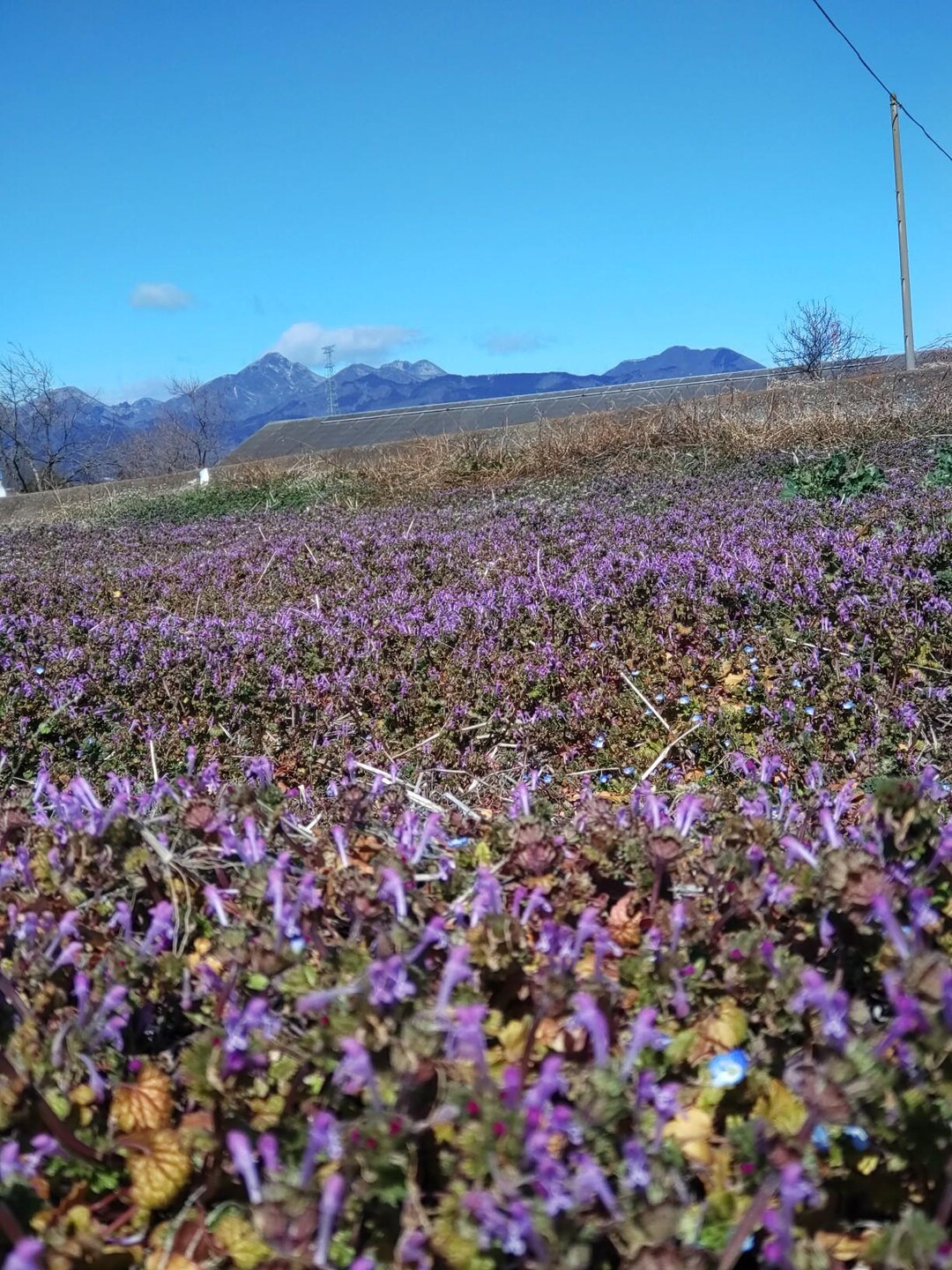 雑草(仏の座)も綺麗な花畑になります。 ... / Y-JJさんのモーメント | YAMAP / ヤマップ