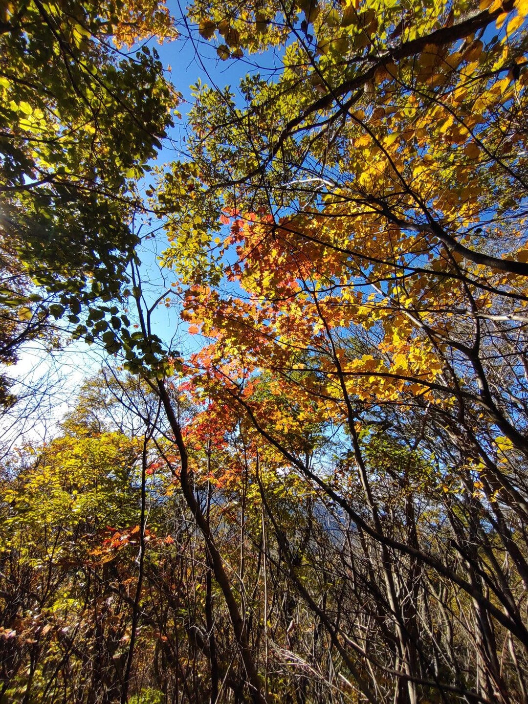 紅葉の角田山 ほたるの里コース 39-28 / P-kanさんの角田山の活動データ | YAMAP / ヤマップ
