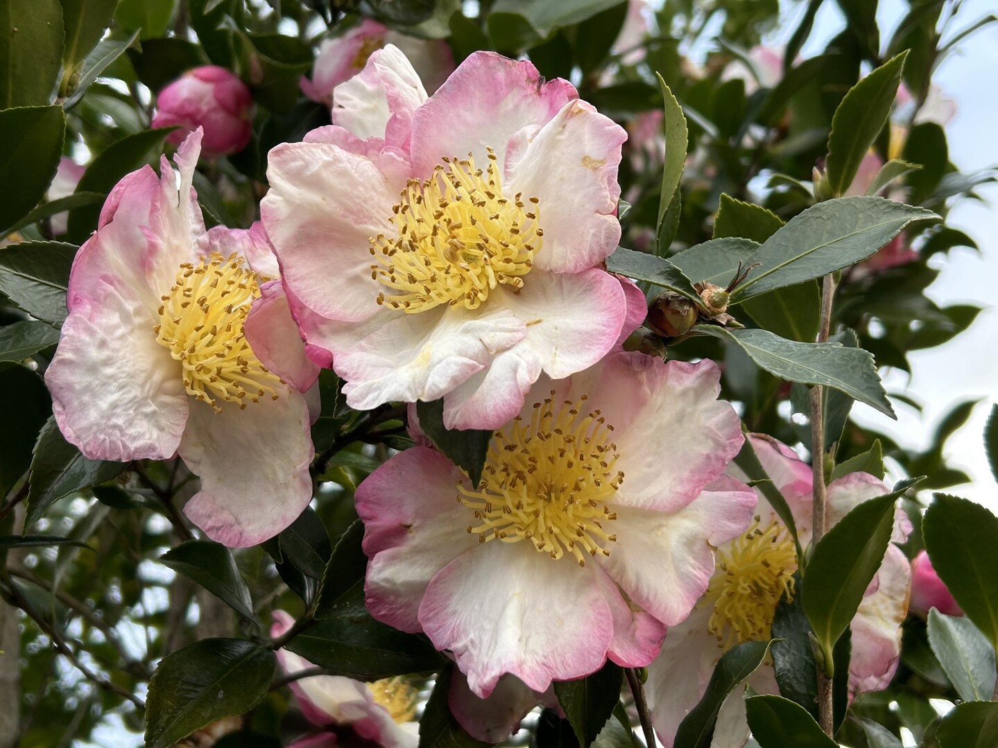 お花便りR5-37 冬型の気圧配置に変わ... / kaizaさんのモーメント | YAMAP / ヤマップ
