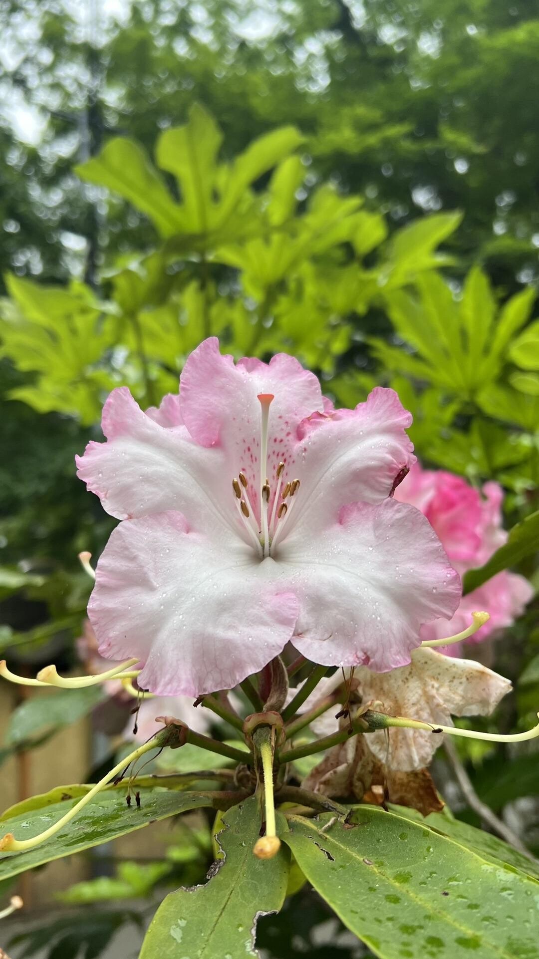 裏高尾で朝活🌱 / wak-kunさんの高尾山・陣馬山・景信山の活動データ | YAMAP / ヤマップ