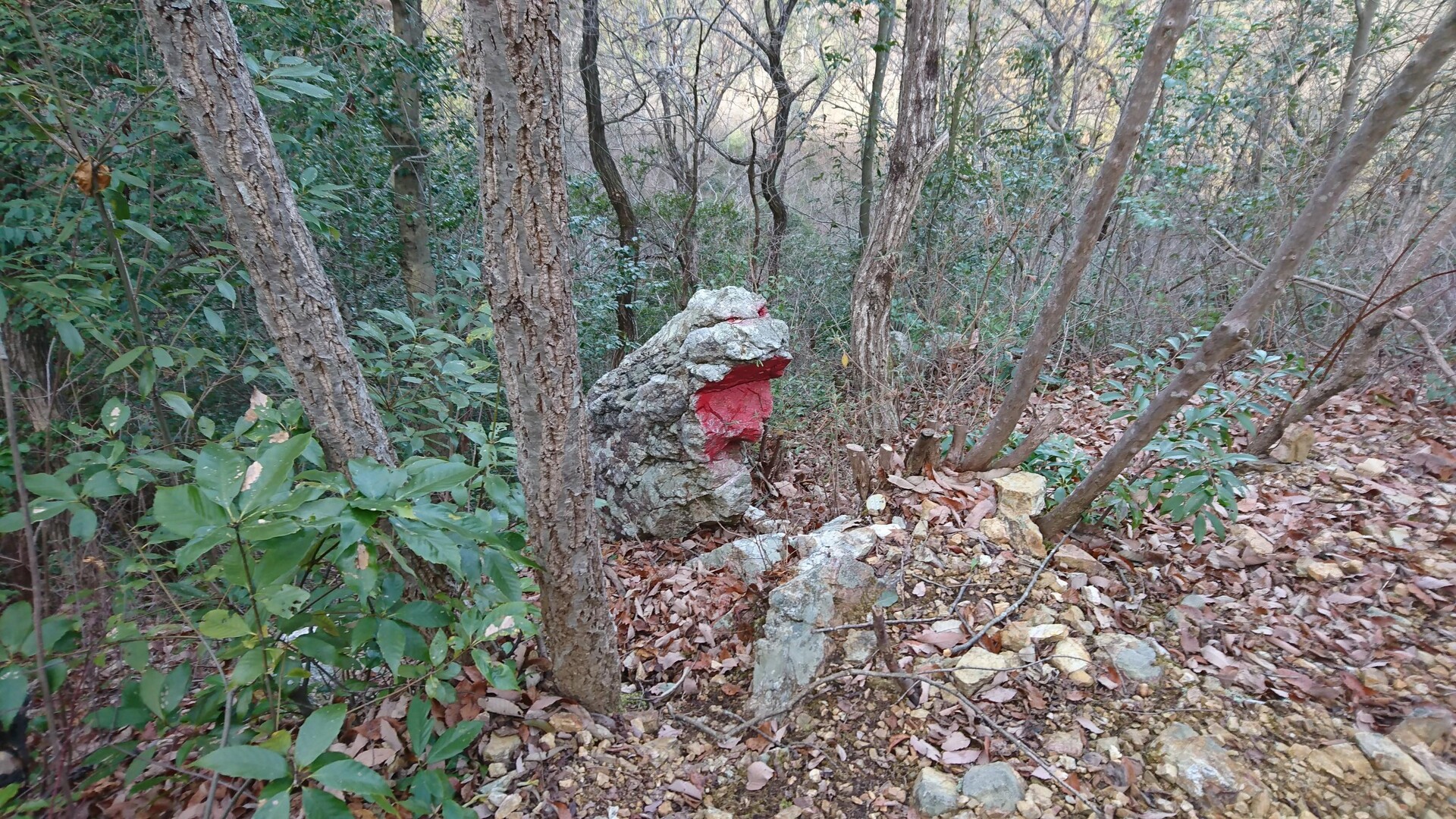 モンローリップありました。百々ヶ峰・権現山 / nobu2🦩さんの金華山・洞山・舟伏山の活動データ | YAMAP / ヤマップ