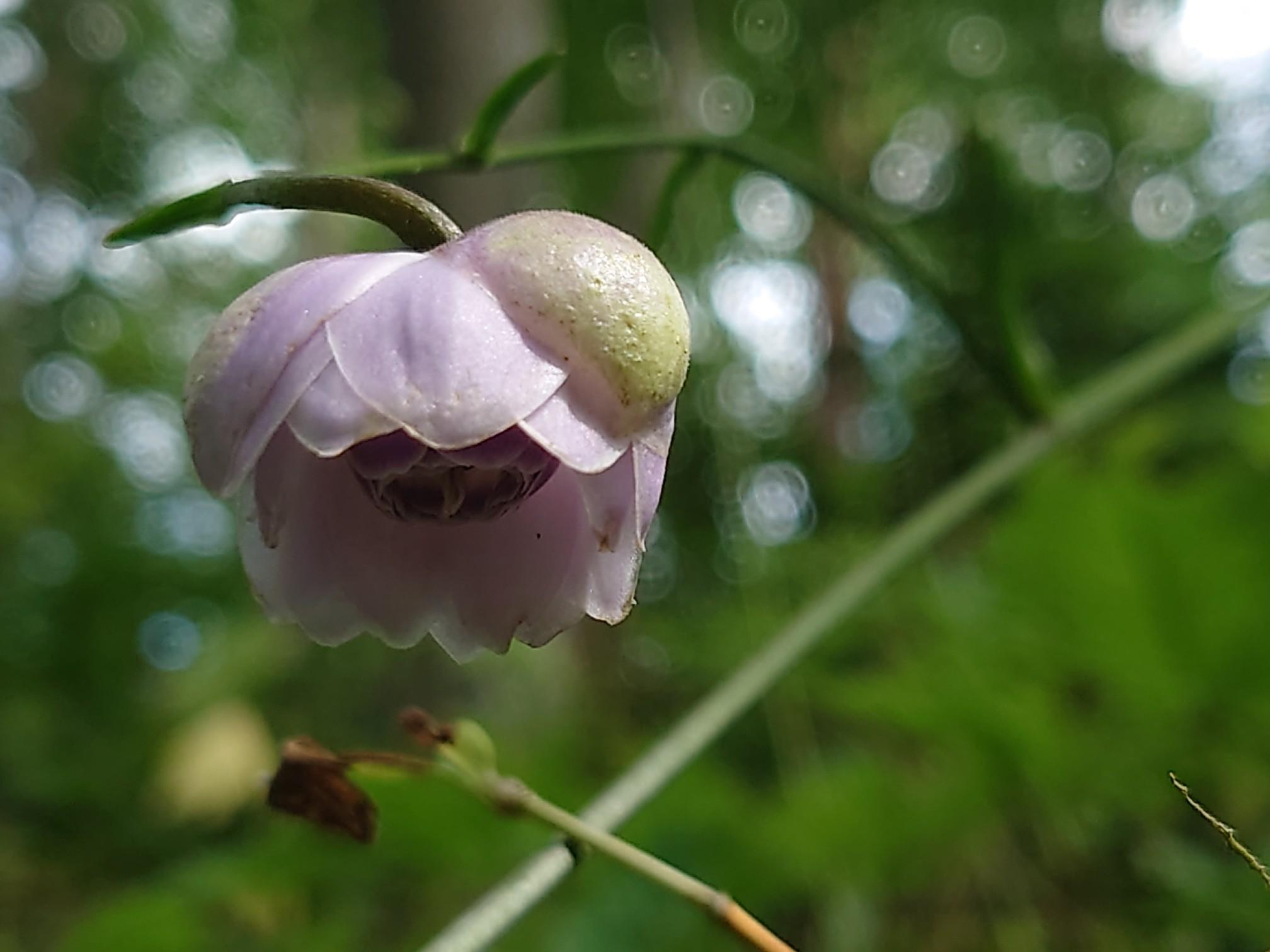 花活🏵️ 猛暑🥵の中、健気に咲くお花... / Bobにゃんさんのモーメント | YAMAP / ヤマップ