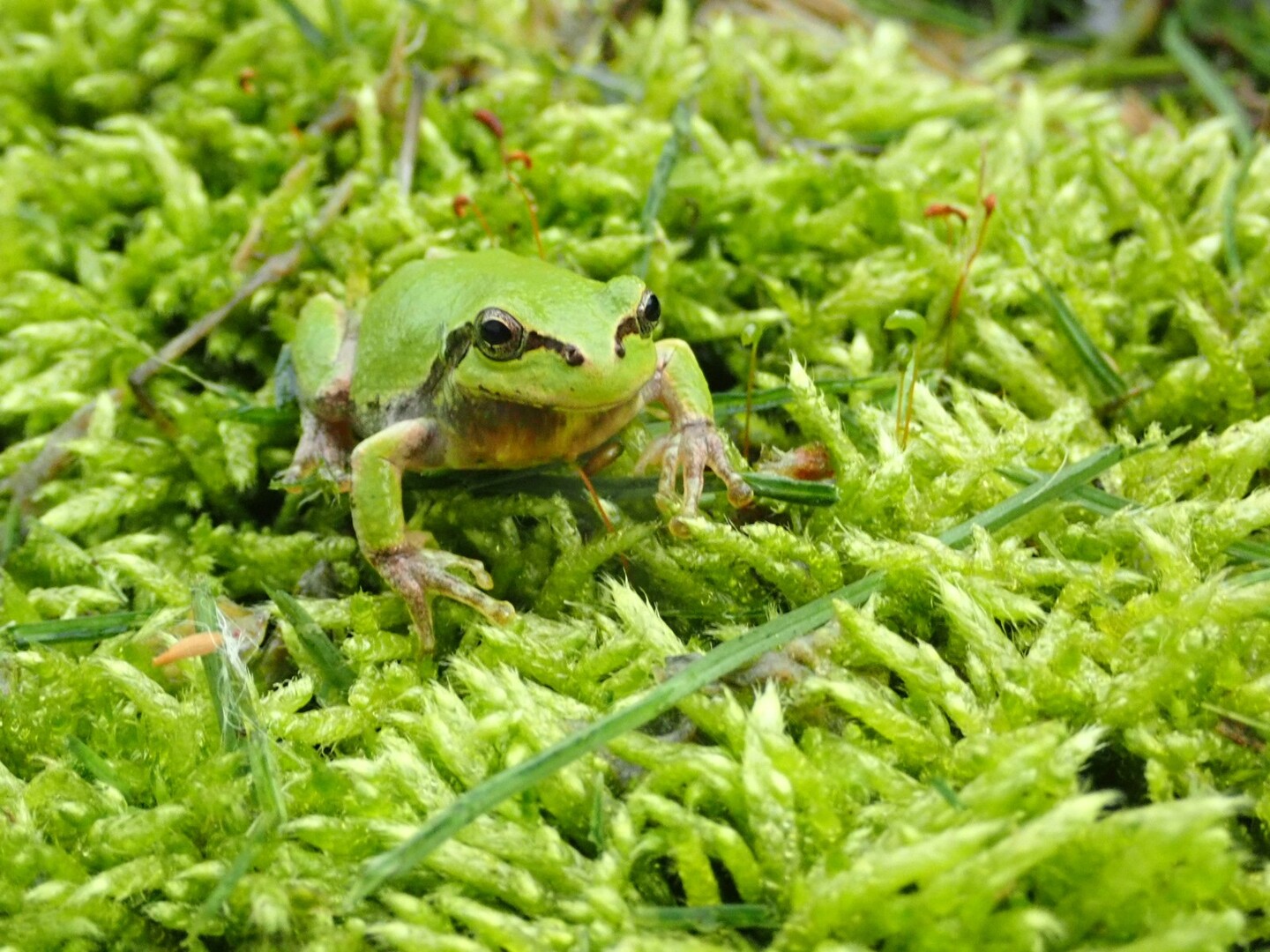 2021.05.23(日) 22:17 / ケロケロ🐸🐸🐸さんのモーメント | YAMAP / ヤマップ