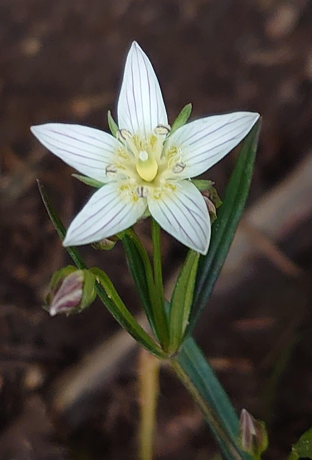 中葛城山・高谷山・湧出岳・葛木岳・金剛山 / たぬきちさんの金剛山・二上山・大和葛城山の活動データ | YAMAP / ヤマップ