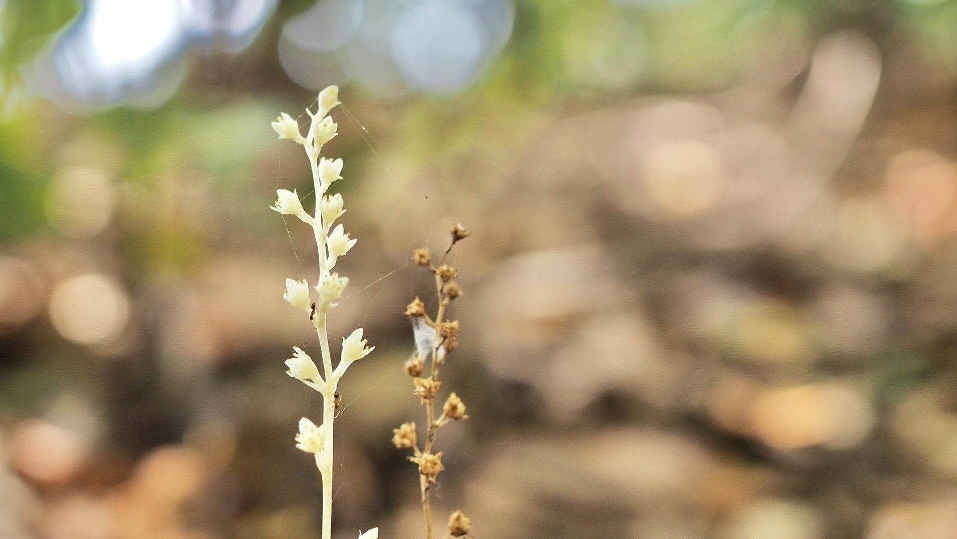 サクライソウに会いに、浅間山（美濃富士） / asimkさんの浅間山（美濃富士）の活動データ | YAMAP / ヤマップ