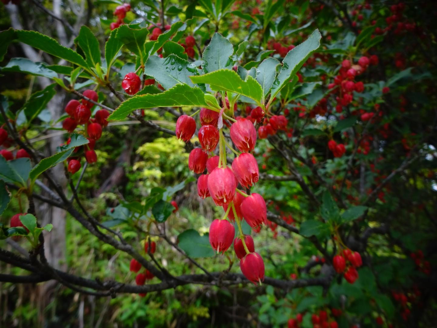 千ヶ峰の花🍒間違いがあればお知らせくだ... / GREENさんのモーメント | YAMAP / ヤマップ