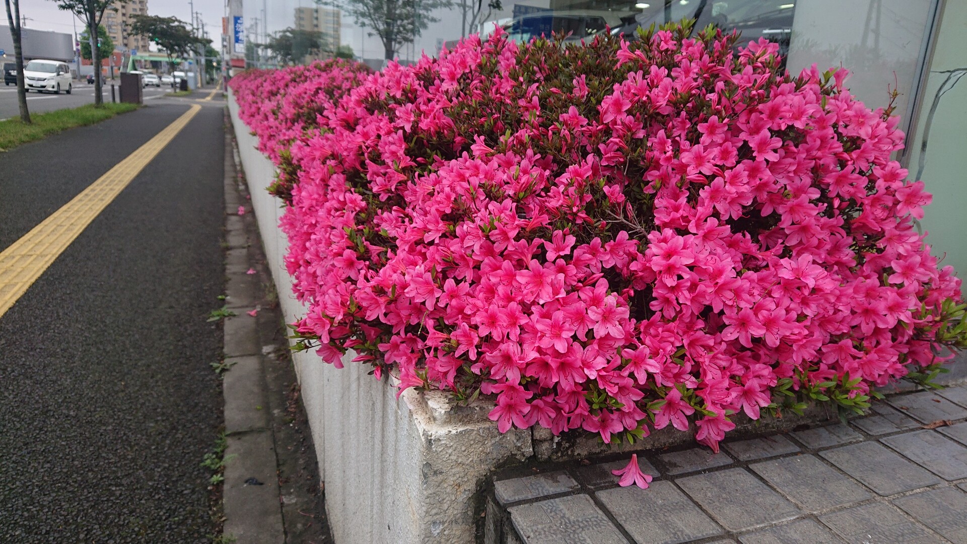 やっと綺麗に咲きました♪ @ていねってい... / nobさんのモーメント | YAMAP / ヤマップ