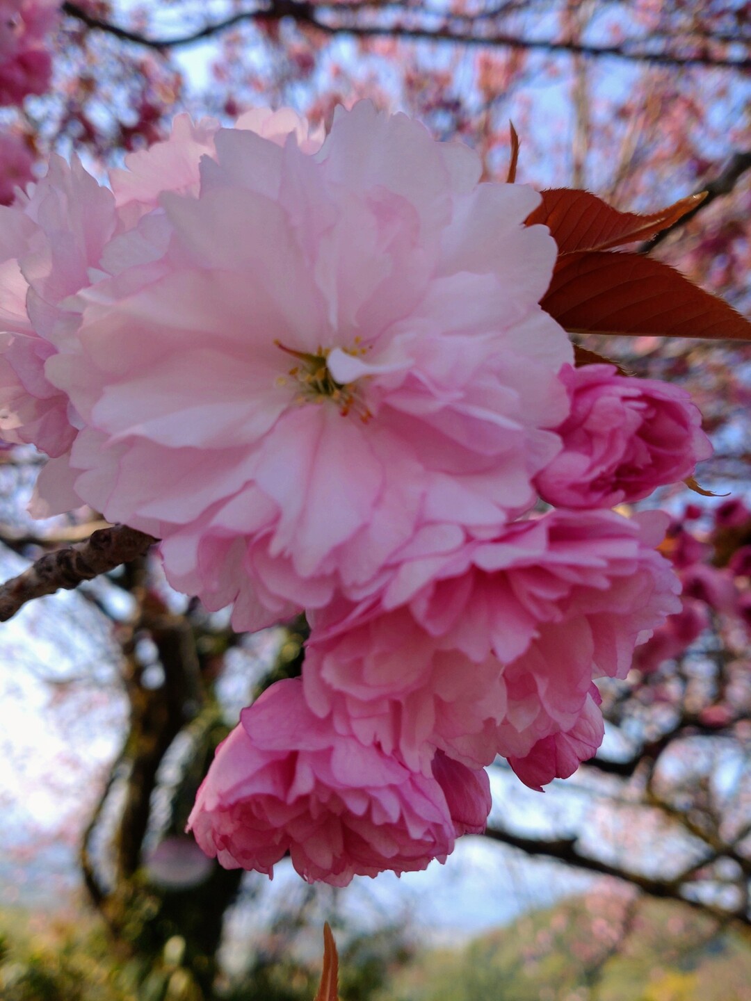 2022.04.20(水) 12:07 / レインさんのモーメント | YAMAP / ヤマップ