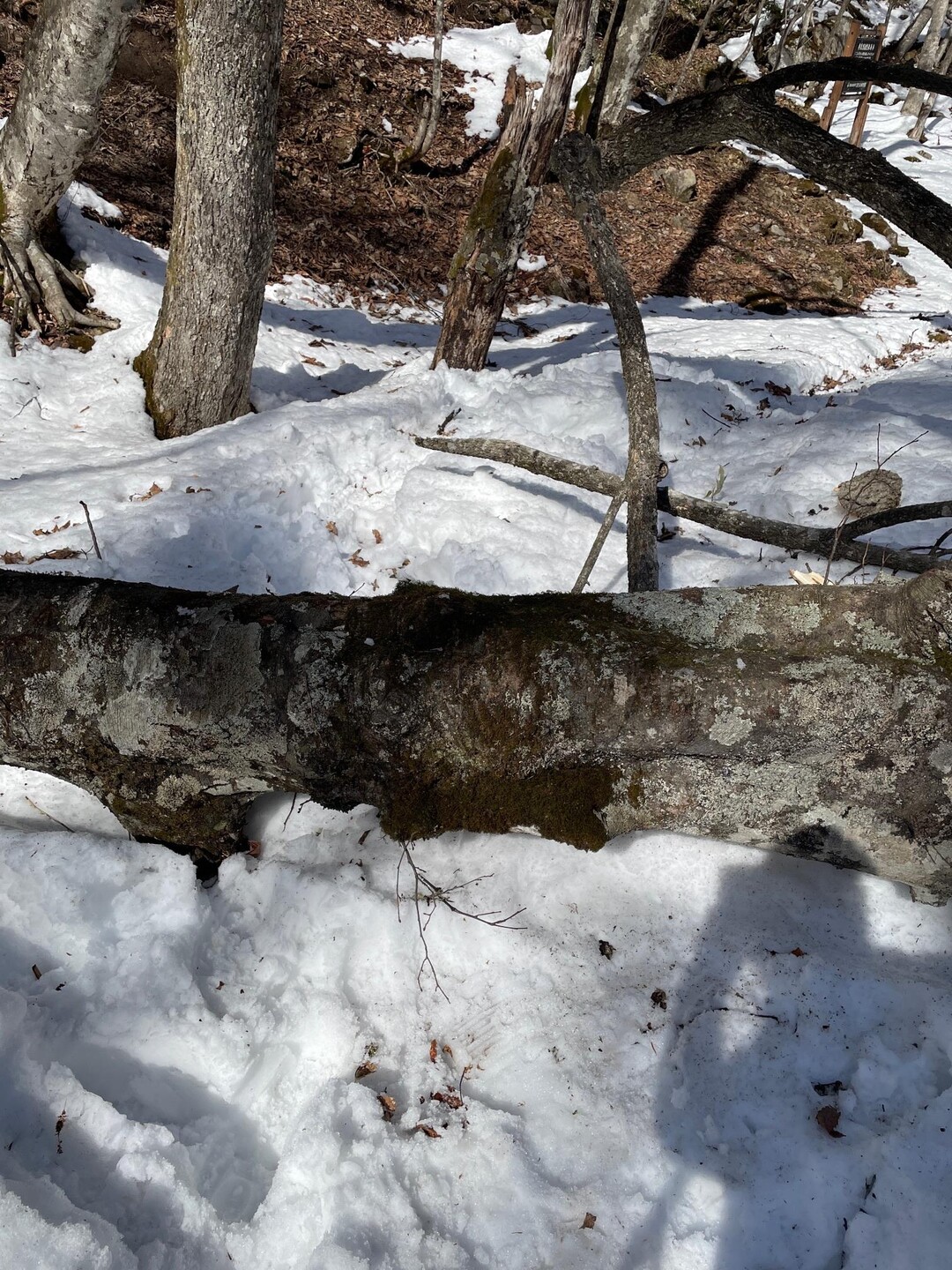 terryさんの投稿したフィールドメモ | YAMAP / ヤマップ