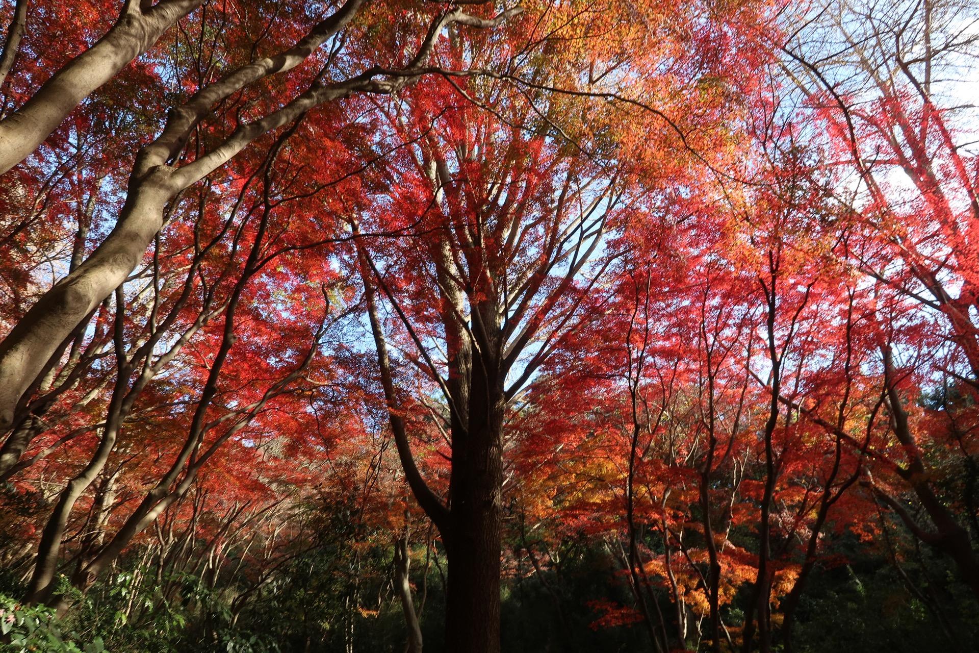 紅葉納めは鎌倉 獅子舞の谷🍁 / heeさんの鎌倉アルプス（大平山・天台山）の活動データ | YAMAP / ヤマップ