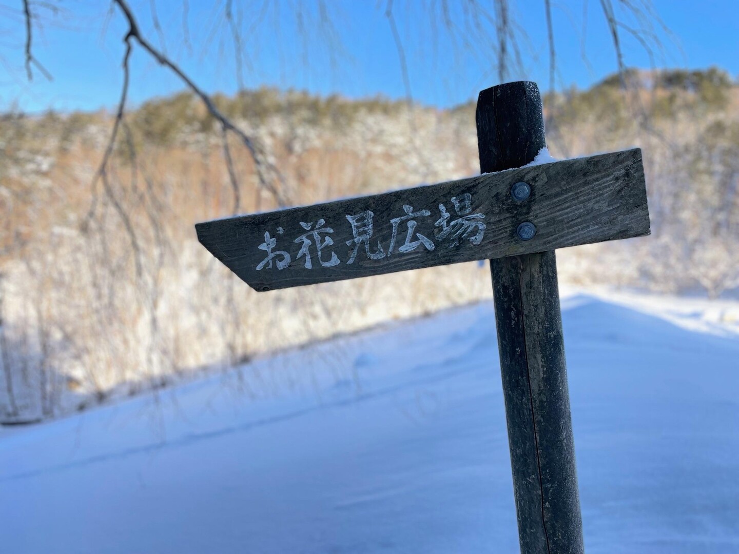 鳳凰山までのさんぽみちびより🦛🤍 / nepukoさんの鳳凰山の活動データ | YAMAP / ヤマップ