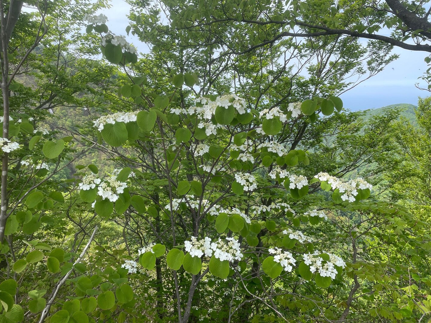 前山・赤岩山 / ZEROさんの米山の活動データ | YAMAP / ヤマップ