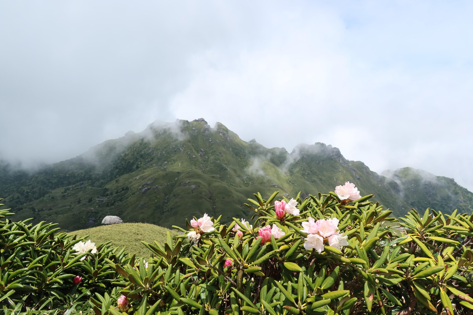 シャクナゲの宮之浦岳 / Mt.Keyさんの屋久島・宮之浦岳の活動データ | YAMAP / ヤマップ