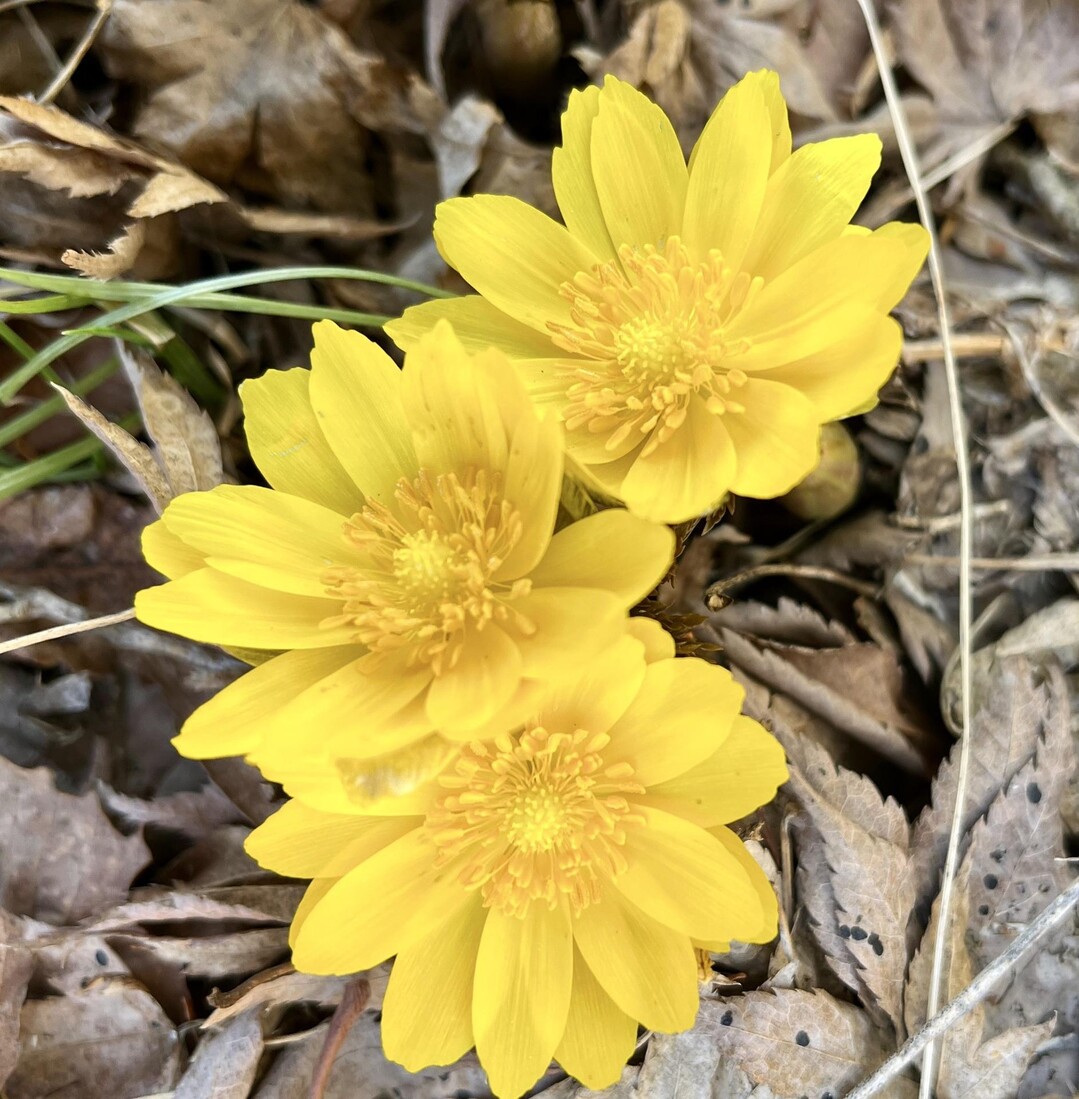 金剛山 福寿草満開 / milky55さんの金剛山・二上山・大和葛城山の活動データ | YAMAP / ヤマップ