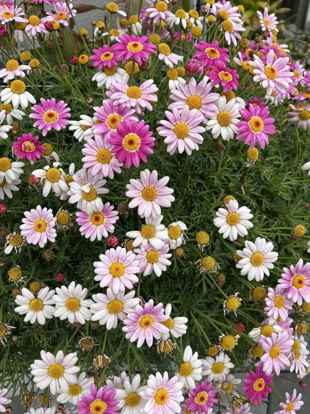 えい散歩！R6.4.2 区役所の帰りに。... / えいちゃんさんのモーメント | YAMAP / ヤマップ