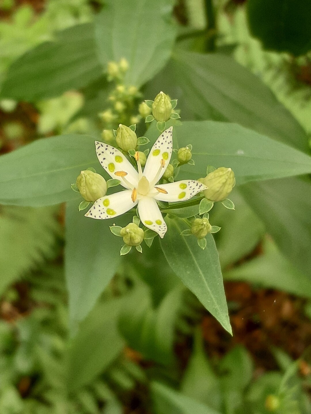 1年ぶりのキャンプ⛺ / noriGさんのその他の活動データ | YAMAP / ヤマップ