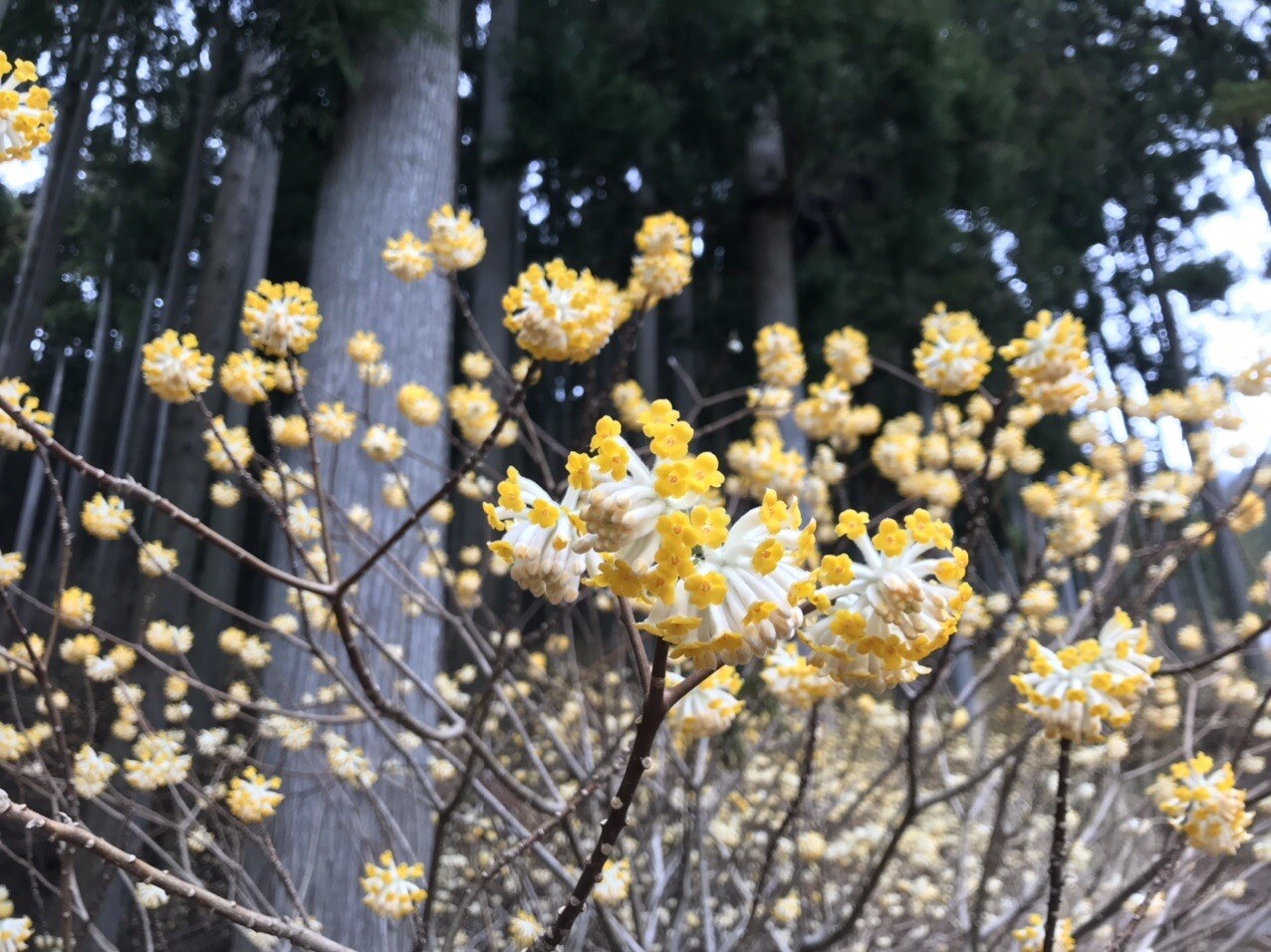 千ヶ峰 / tenさんの千ヶ峰の活動データ | YAMAP / ヤマップ