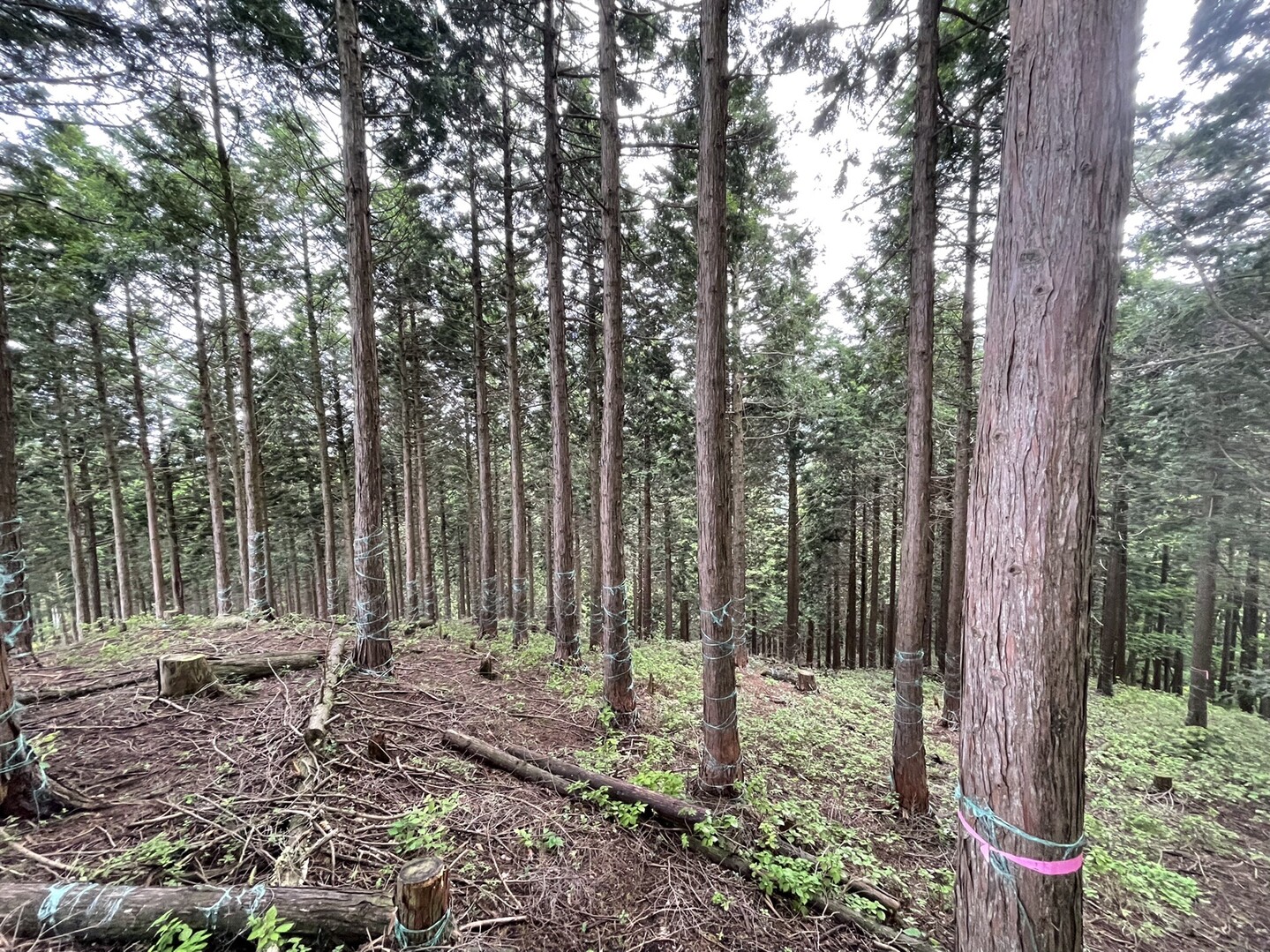 podoryさんの投稿したフィールドメモ | YAMAP / ヤマップ