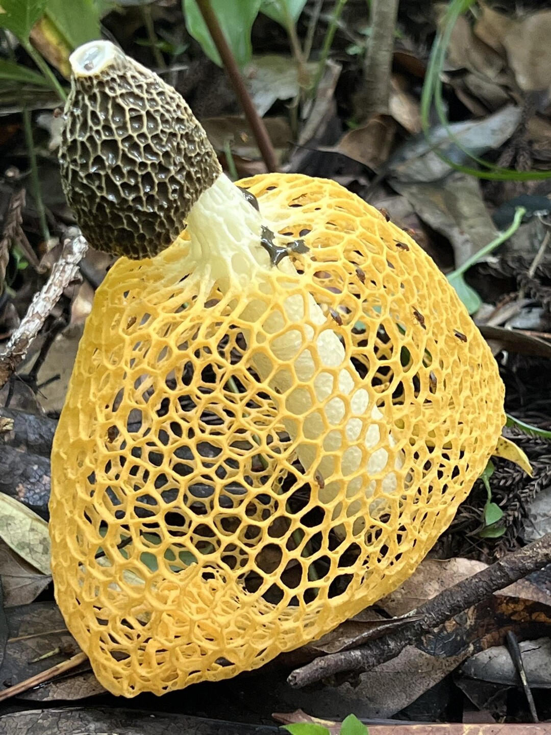 黄色いキヌガサタケが出てるよ！の連絡もら... / Takaさんのモーメント | YAMAP / ヤマップ