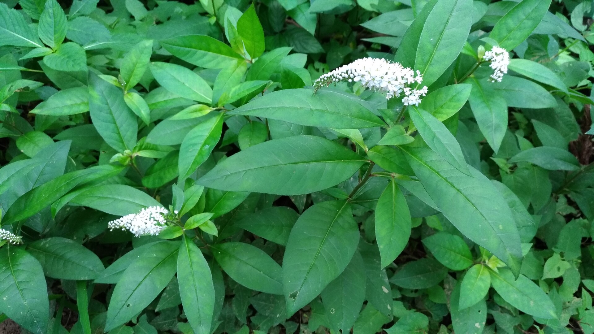 久しぶりの半田コース / tr_hiroさんの文殊山の活動データ | YAMAP / ヤマップ