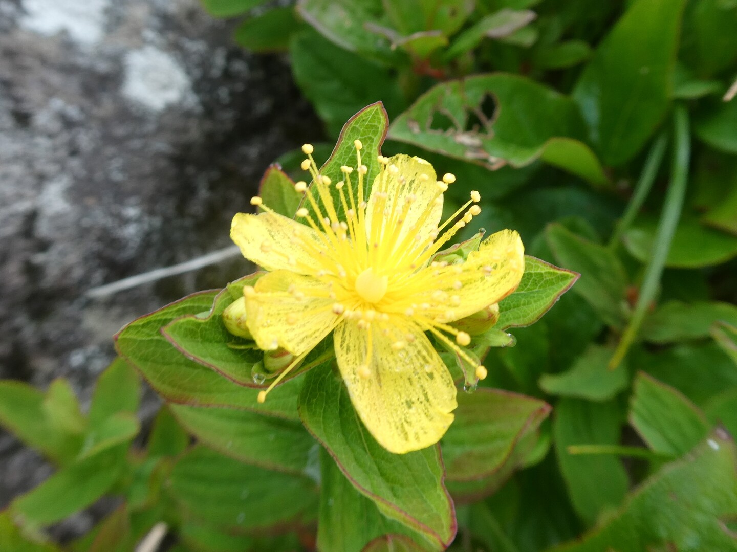 シャクナゲ岳はキツかった！ / noriGさんの目国内岳・雷電山の活動データ | YAMAP / ヤマップ