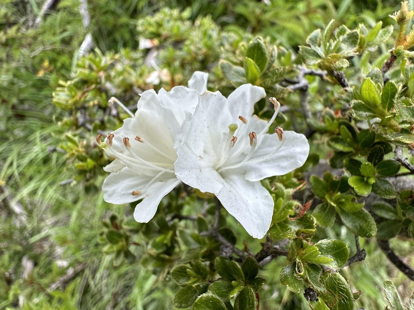 くじゅう ミヤマキリシマ Ⅳ（平治岳） / tiroさんの九重山（久住山）・大船山・星生山の活動データ | YAMAP / ヤマップ