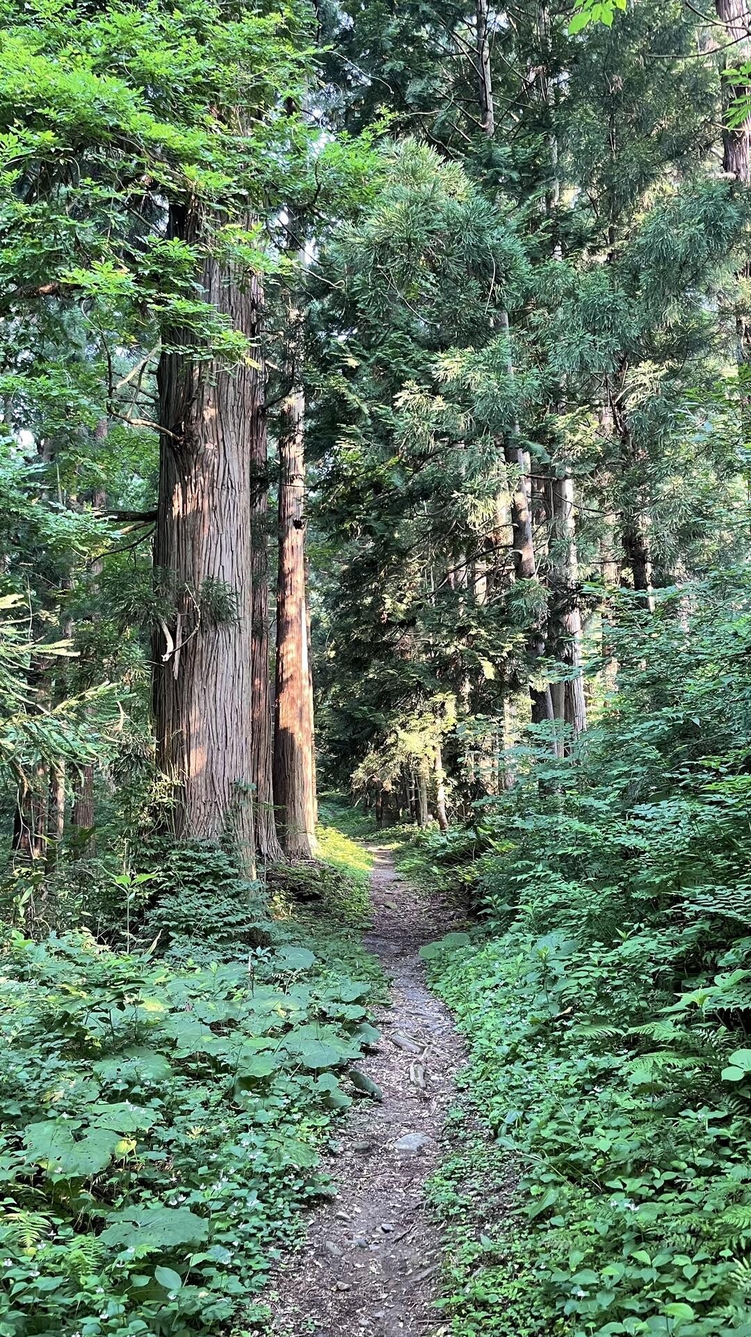 岩木山 / neroさんの岩木山（岩鬼山）・鳥海山・鍋森山の活動データ | YAMAP / ヤマップ