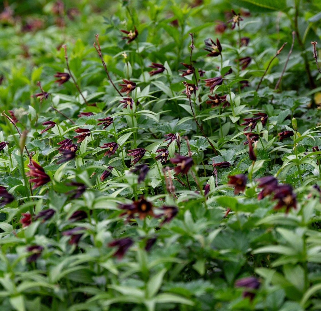 お花松原 / Akikoさんの白山・別山・銚子ヶ峰の活動データ | YAMAP / ヤマップ