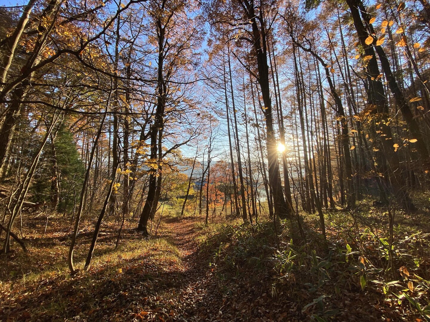 秋の夕暮れに輝く粘土山と小泉山へ / Ma2さんの入笠山の活動データ | YAMAP / ヤマップ