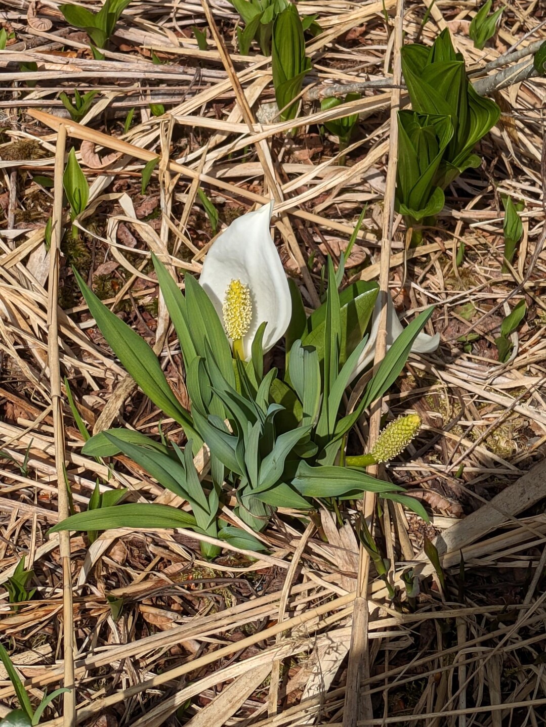 世界谷地 / banyerさんの栗駒山（須川岳）・秣岳・虚空蔵山の活動データ | YAMAP / ヤマップ