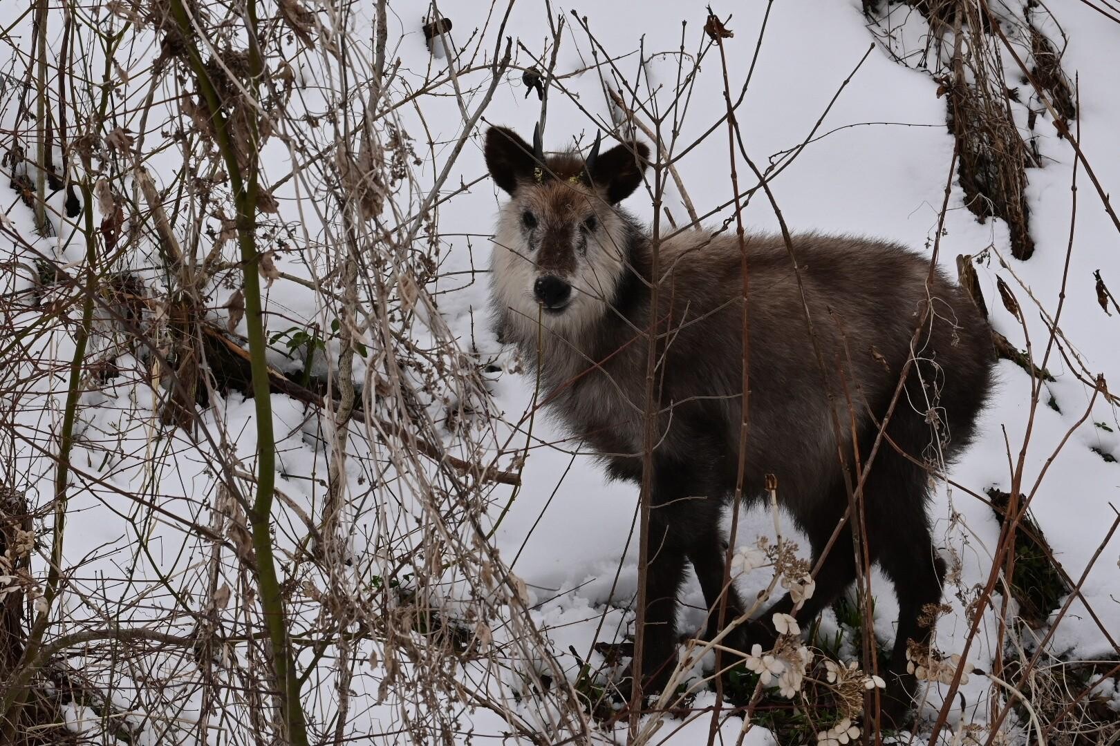 好摩駅〜姫神山 / Okita Shimaoさんの姫神山の活動データ | YAMAP / ヤマップ