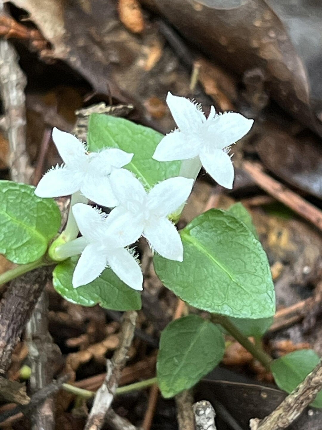 納古山 / ZO-kunさんの納古山の活動データ | YAMAP / ヤマップ