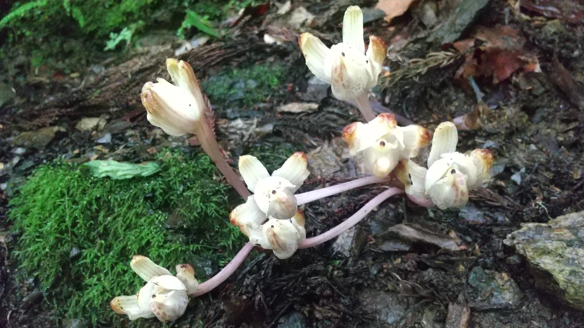 パンみたいなお花を探して🍞 / kumakoさんの高尾山・陣馬山・景信山の活動日記 | YAMAP / ヤマップ