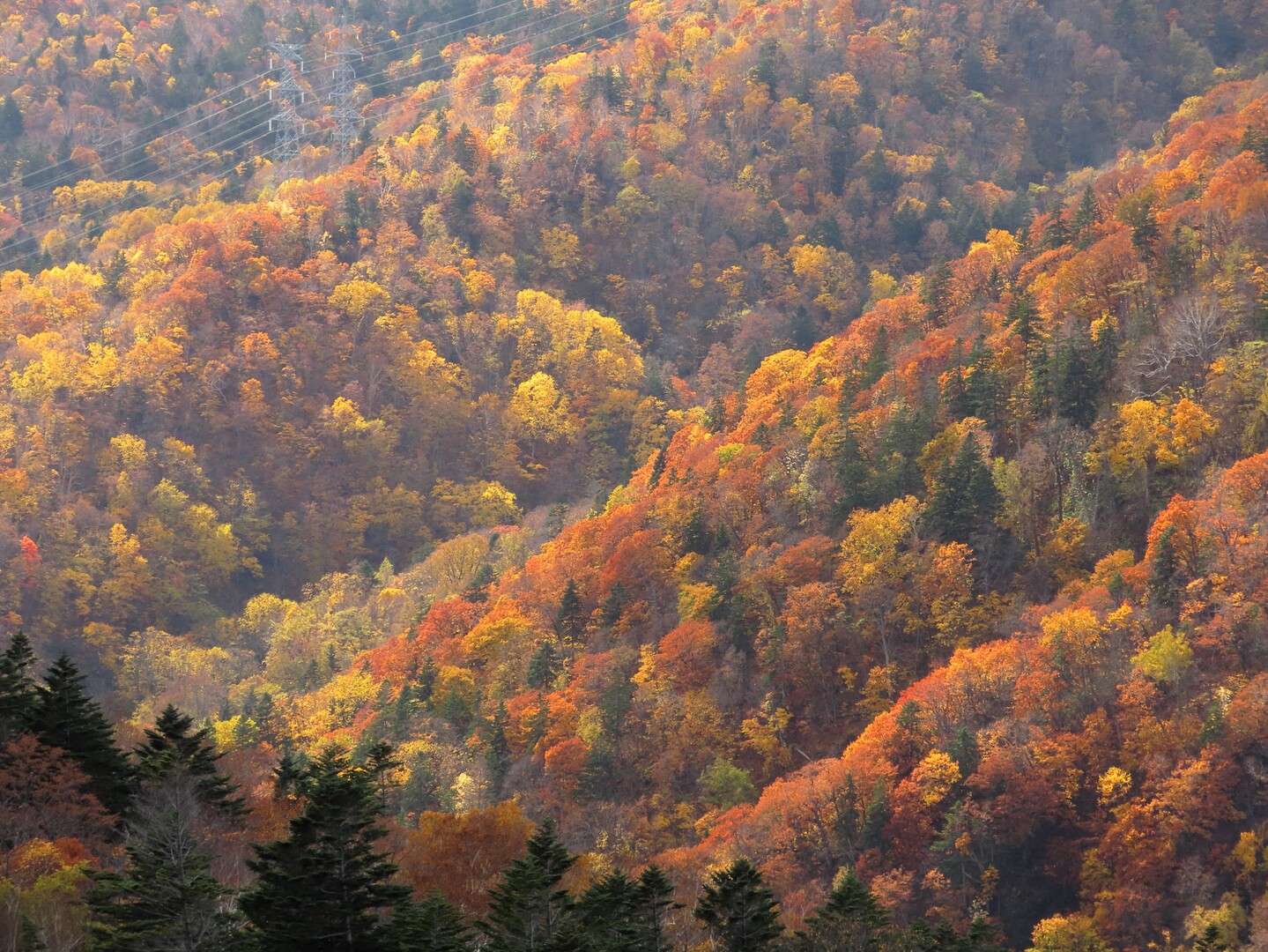 紅葉終盤の手稲山（平和コース往復） / chromeさんの札幌市の活動日記 | YAMAP / ヤマップ