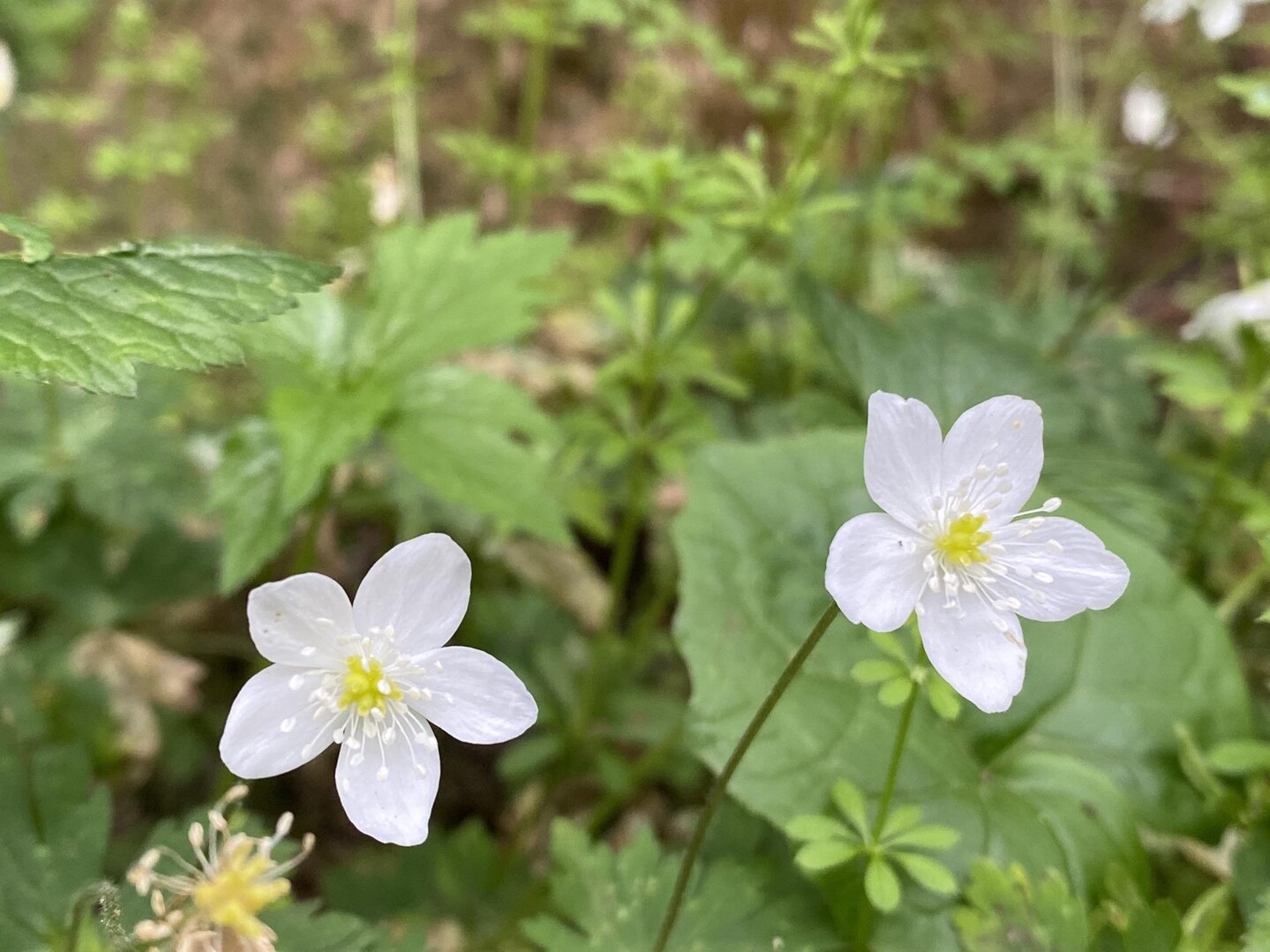 南高尾 お花を探しに ※2023年4月の記録 / mahmoさんの高尾山・陣馬山・景信山の活動データ | YAMAP / ヤマップ