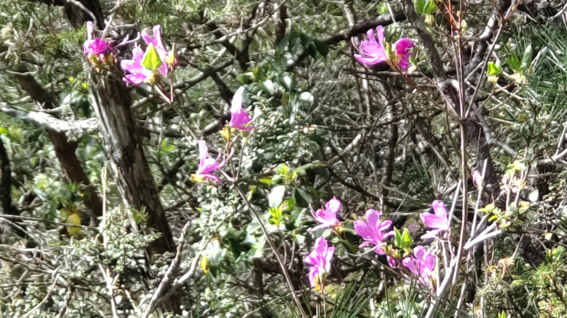 今日は混んでないことを、願って早朝に出掛... / mituo-mさんのモーメント | YAMAP / ヤマップ