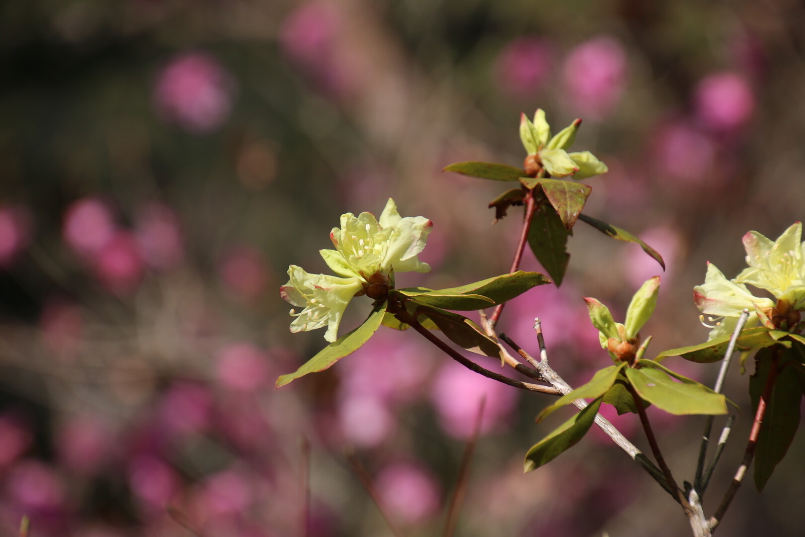ひとつばなとヒカゲツツジの山 / Yutaさんの鹿岳・黒滝山の活動データ | YAMAP / ヤマップ