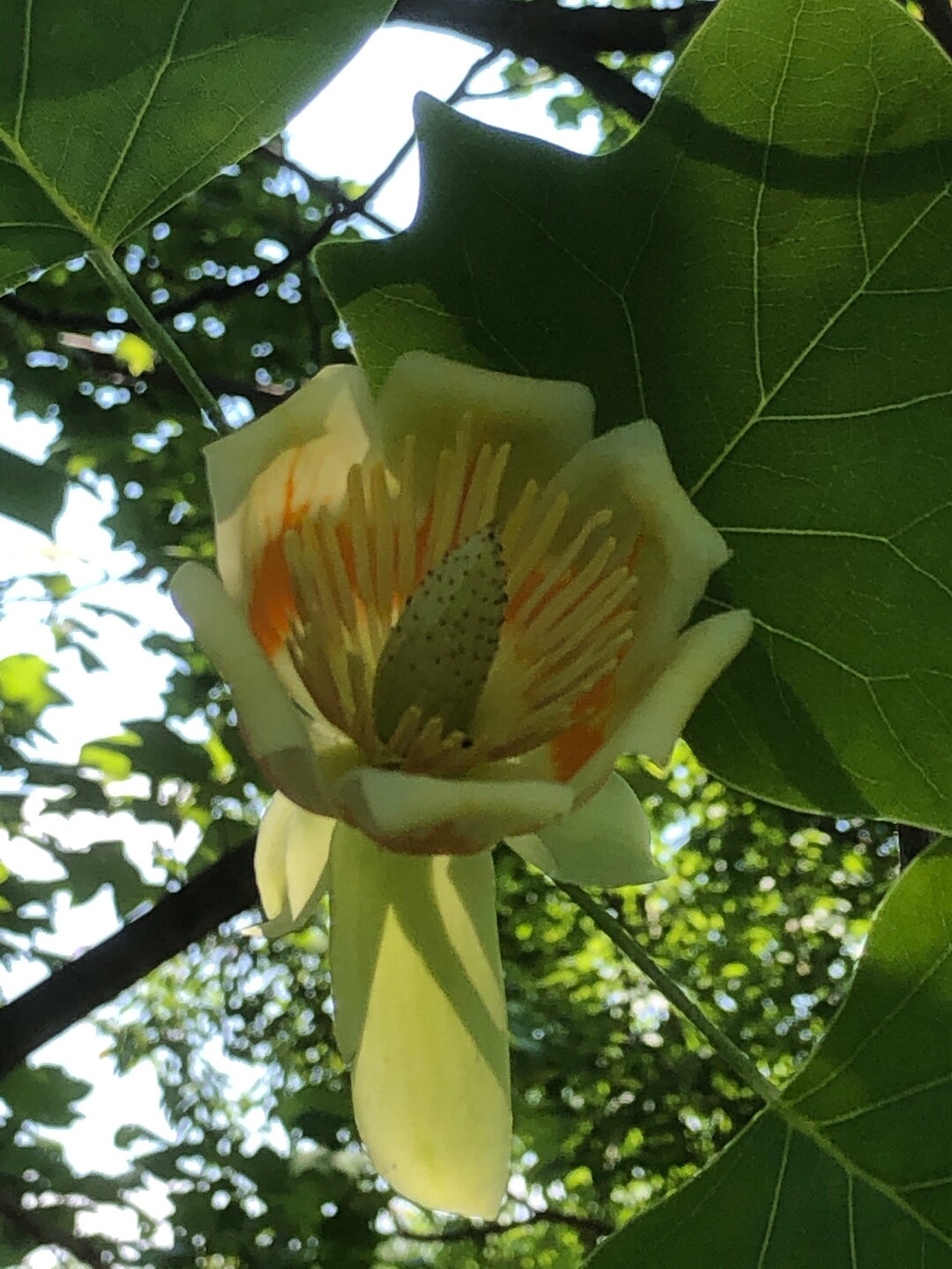 まだ咲いてたユリノキ、ハマナス、ヤマボウ... / yabuさんのモーメント | YAMAP / ヤマップ