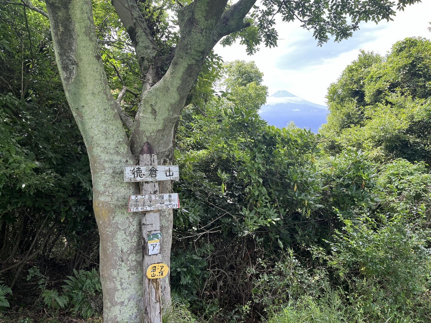 沼津アルプス-2024.06.22 / AKIKOさんの沼津アルプス・鷲頭山・香貫山の活動日記 | YAMAP / ヤマップ