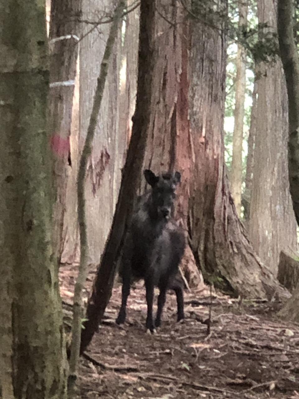 rainmanのページ | YAMAP / ヤマップ