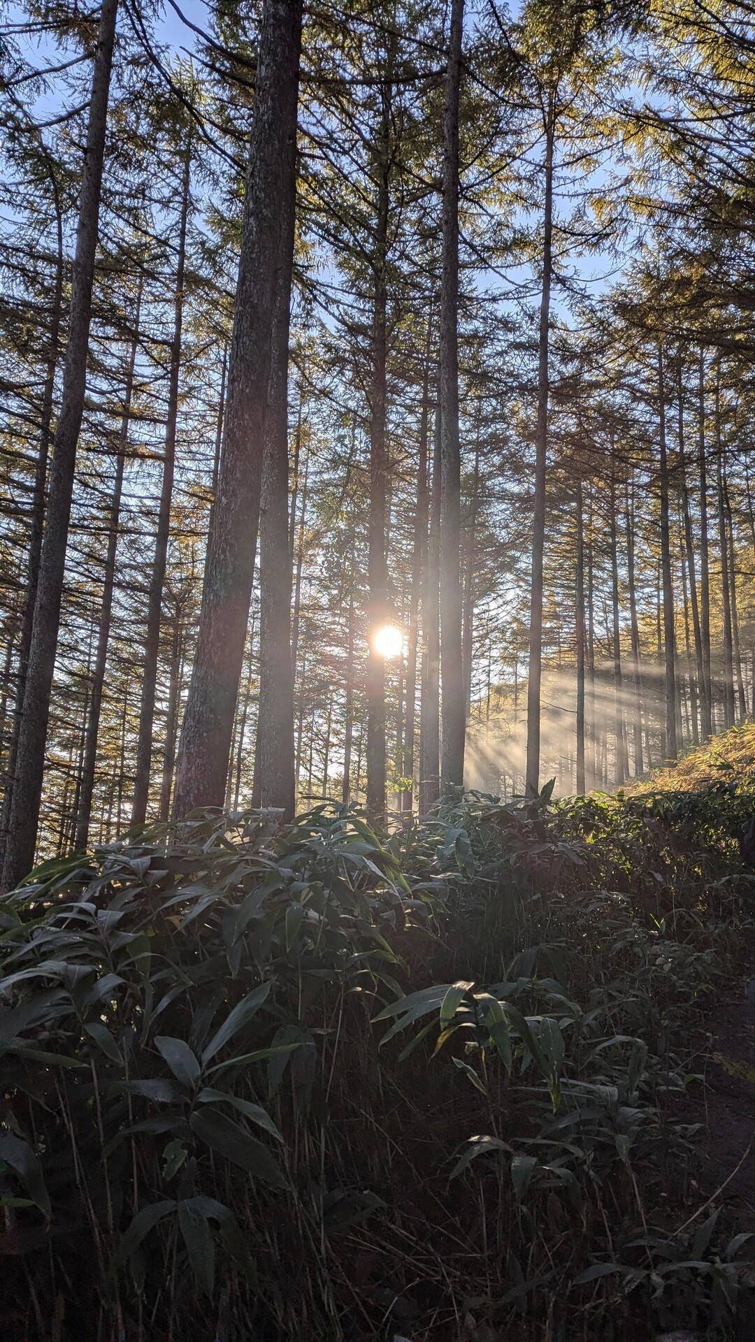 20241021 長野県 恵那山 / Kyo_omiさんの恵那山・大判山・神坂山の活動データ | YAMAP / ヤマップ