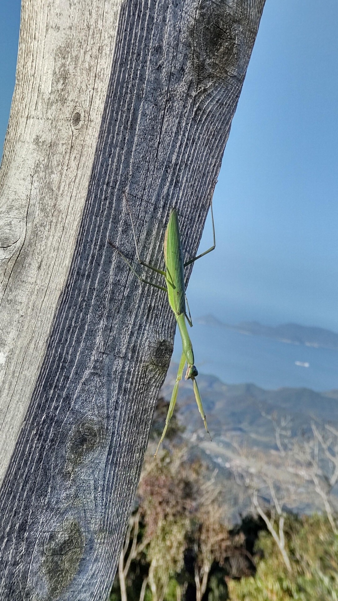 鬼BlueとGreenカマキリ / Ymarpyさんの竜王山・鋤尖山・鬼ヶ城の活動データ | YAMAP / ヤマップ