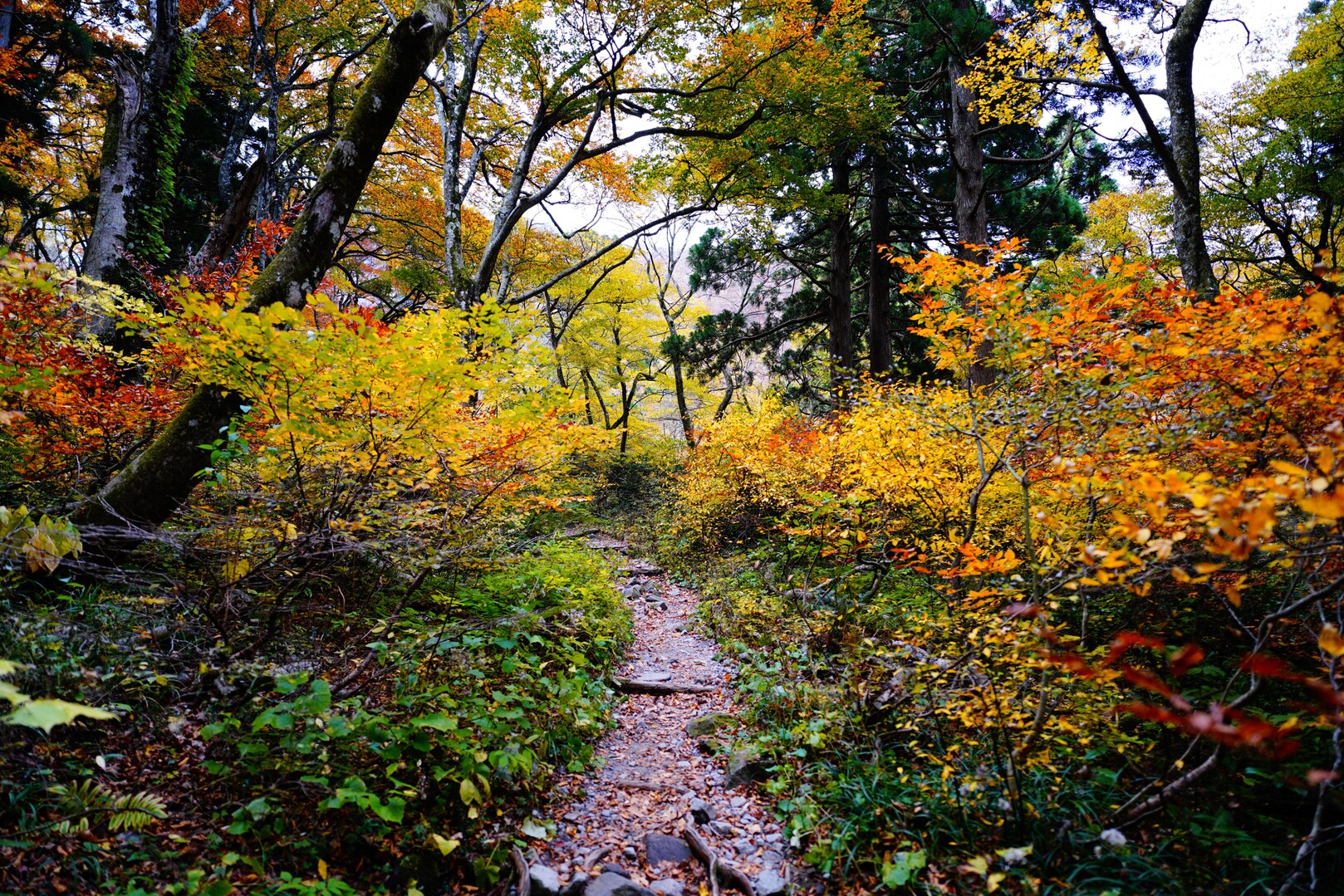 大山（弥山） / tonさんの大山・甲ヶ山・野田ヶ山の活動データ | YAMAP / ヤマップ